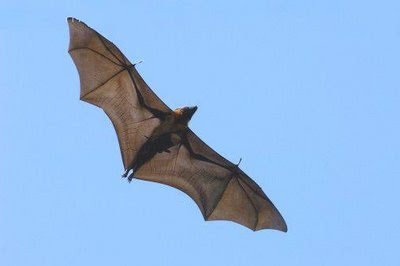 "The Existence of Our Natural Environment.": "CHIROPTERA."